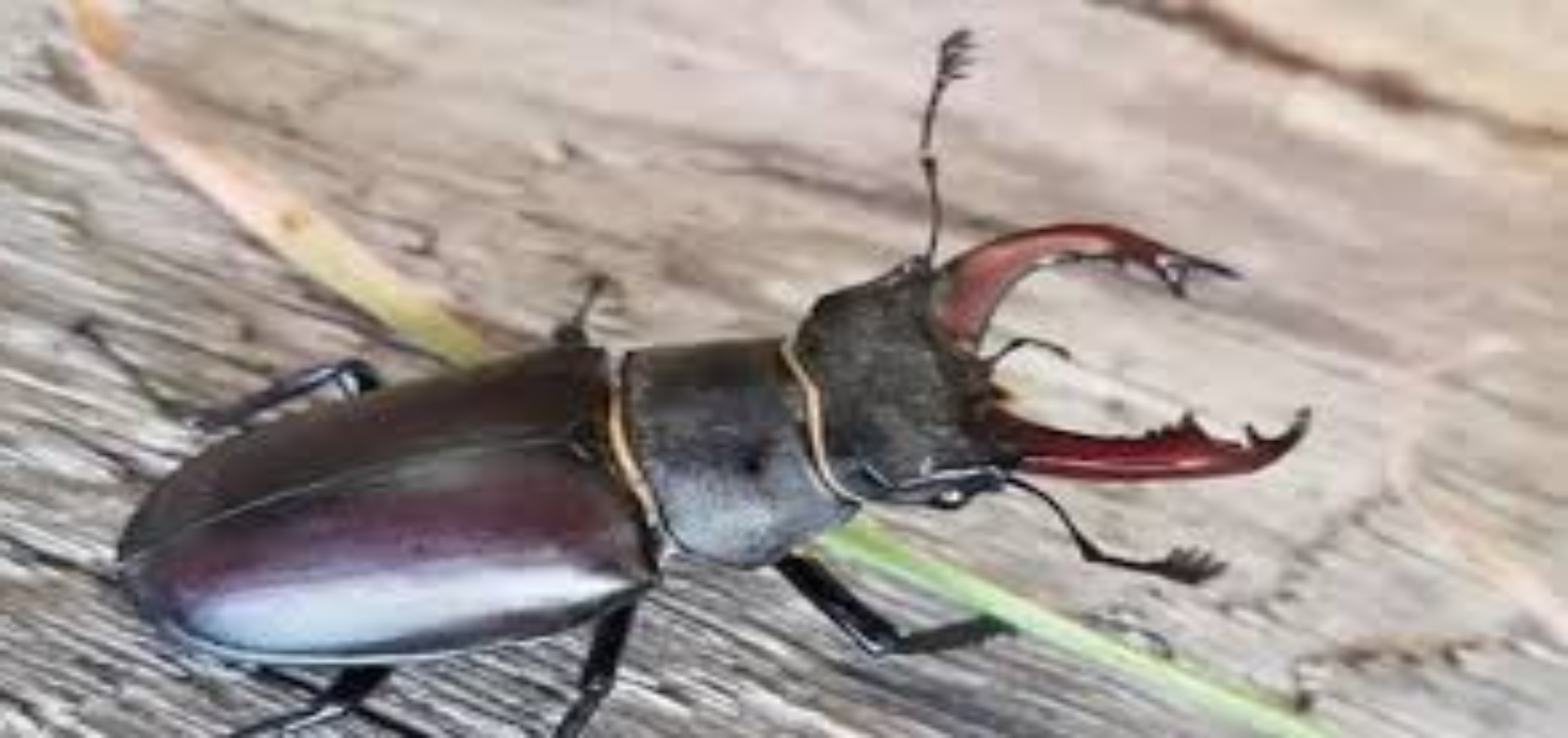 Expensive Insect: वजन 5 ग्राम, 7 साल की लाइफ...ये है दुनिया का सबसे ...